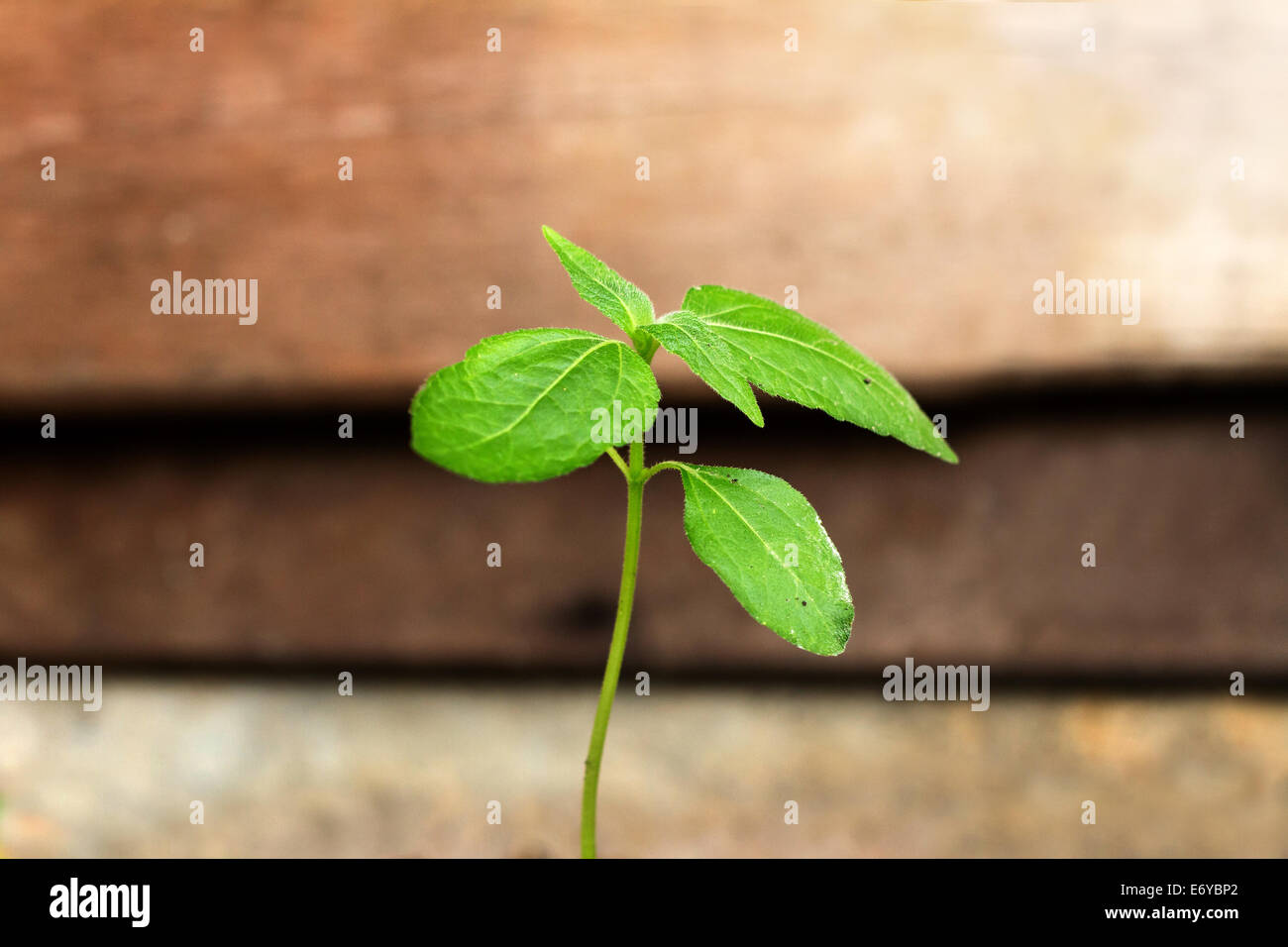 small plant growing , plank background Stock Photo - Alamy