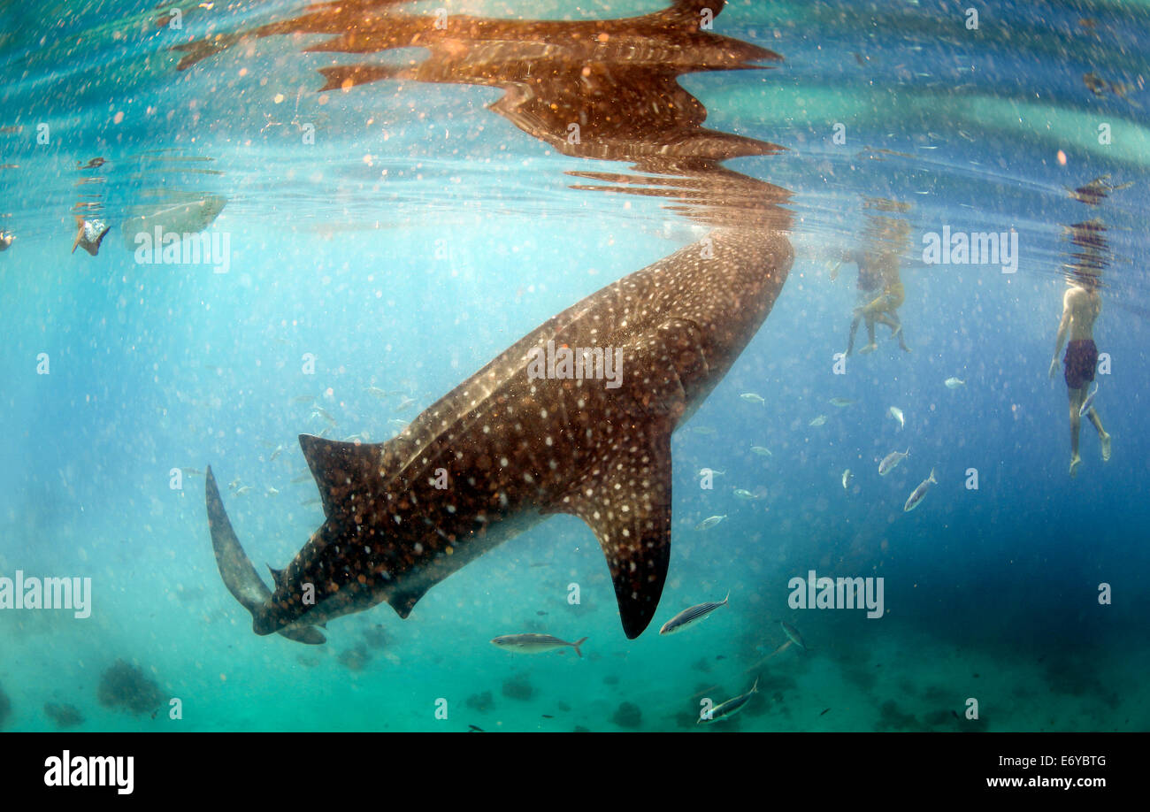 Blue whale mouth open krill hi-res stock photography and images - Alamy