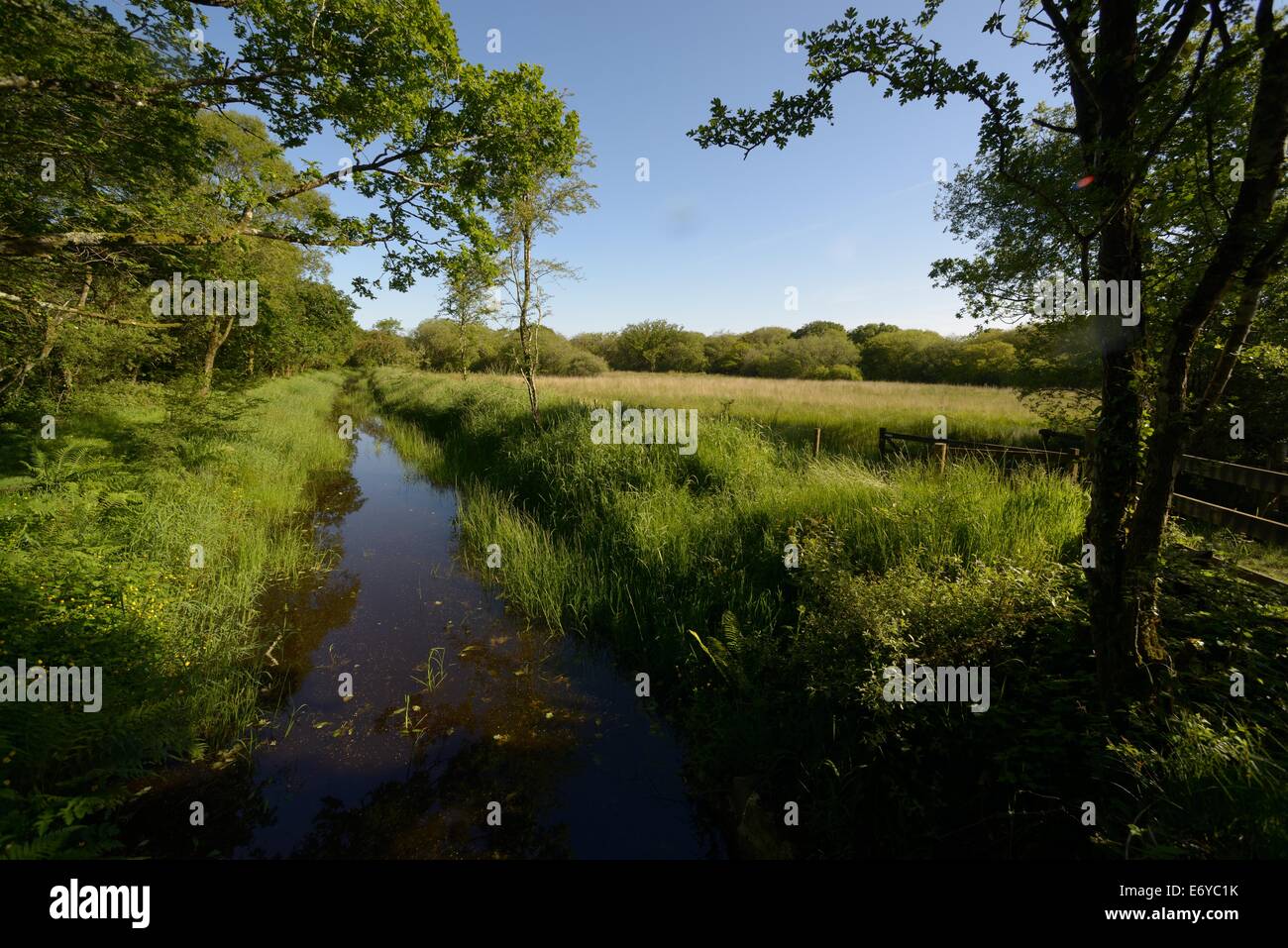 Early morning at Dunsdon National Nature Reserve a Devon Wildlife Trust ...