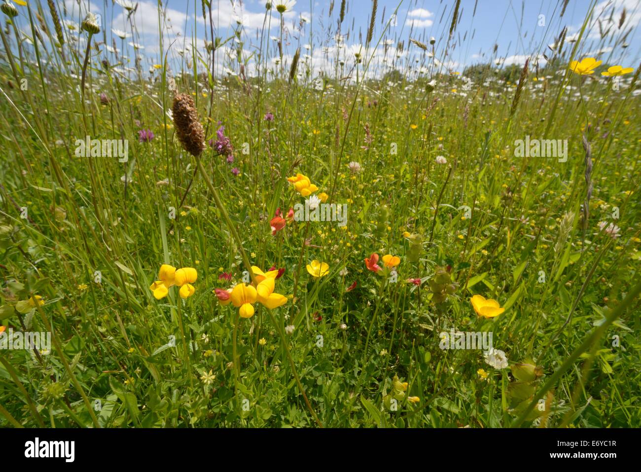 Wildflower meadow england hi-res stock photography and images - Alamy