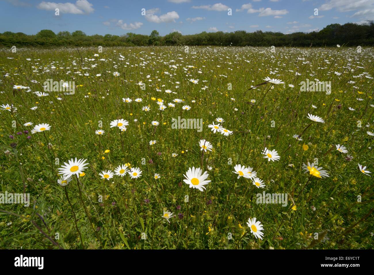 Wildflower meadow restoration - recreation by Devon Wildlife Trust at ...