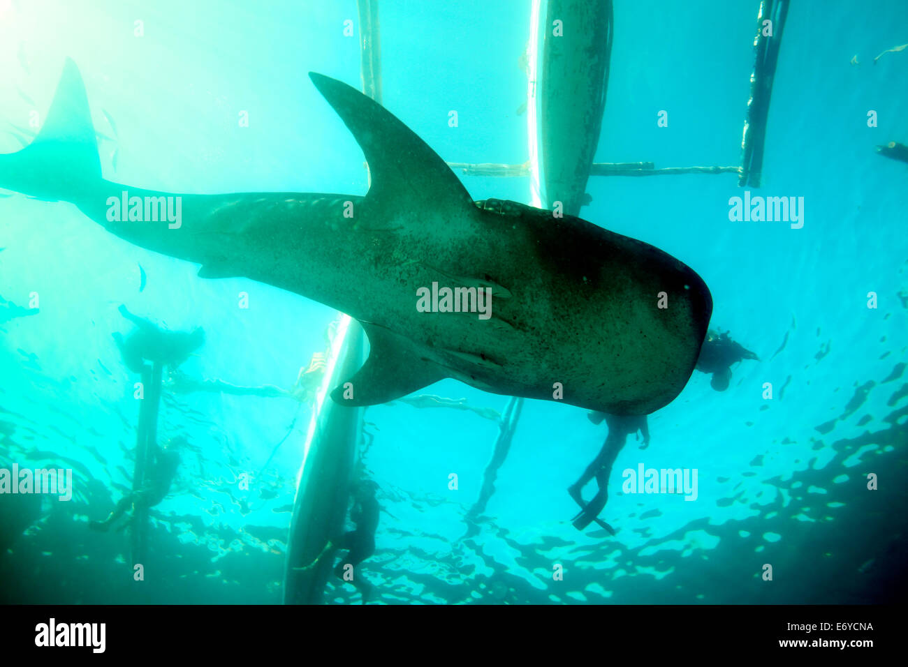 Silhouette of whale shark on the ocean surface feeding on krill fed out ...