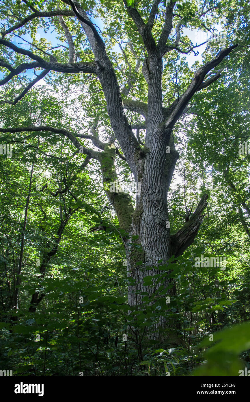 Beautiful oak tree Stock Photo - Alamy