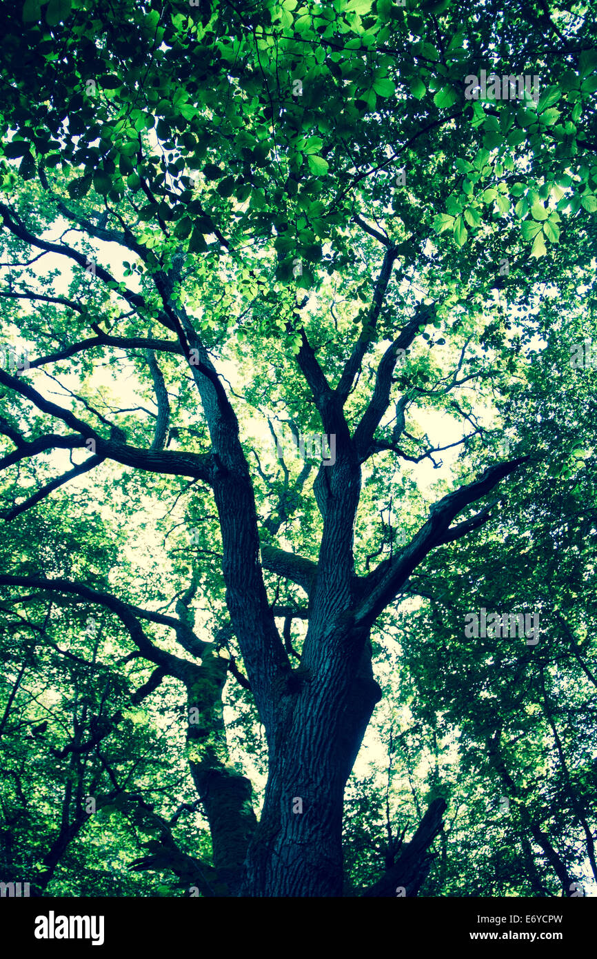 Beautiful Oak tree Stock Photo - Alamy