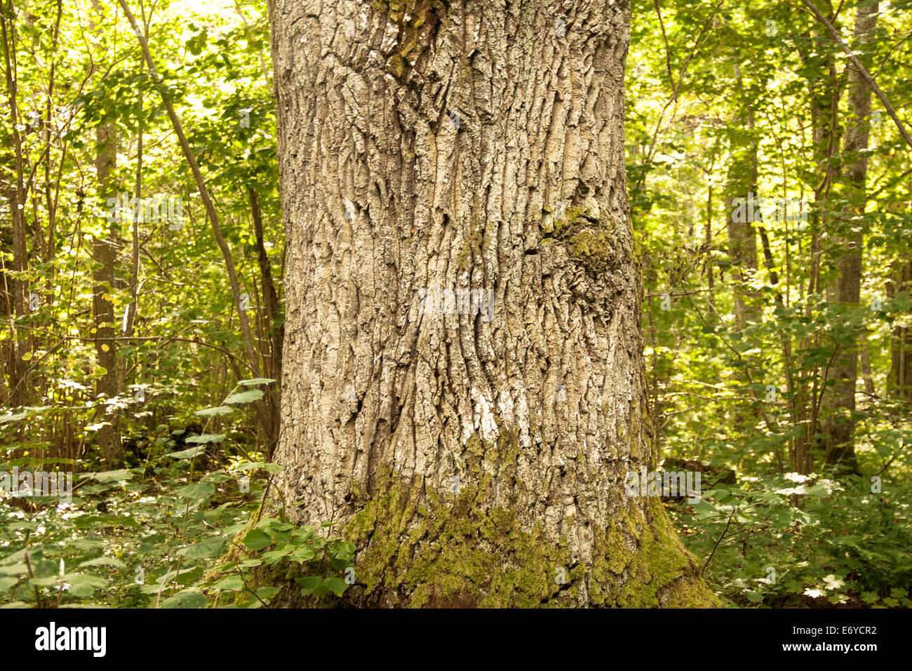 Large oak tree Stock Photo - Alamy
