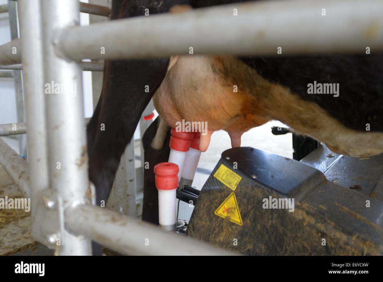 Automatic cow milking machine hi-res stock photography and images - Alamy