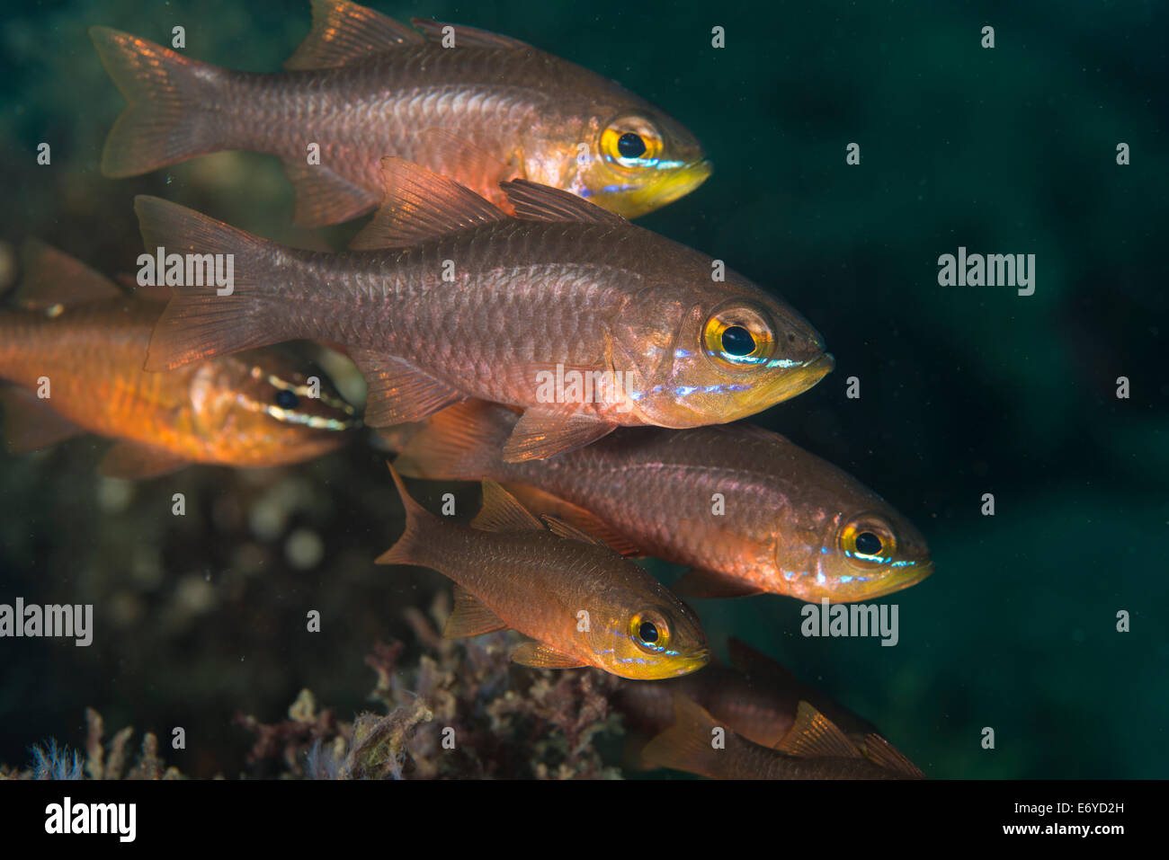 Cardinalfish in a small school above a coral Stock Photo - Alamy