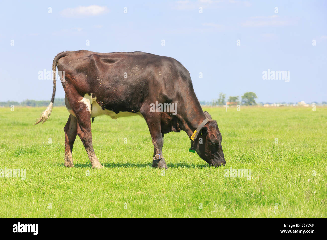 Dutch dairy cow with a beautiful shiny coat in close up in a fresh ...
