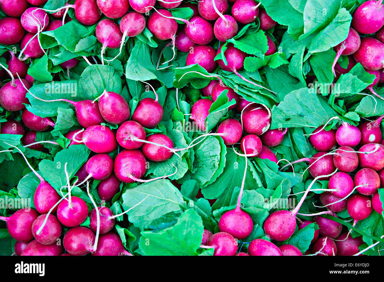 Purple radish leaves hi-res stock photography and images - Alamy