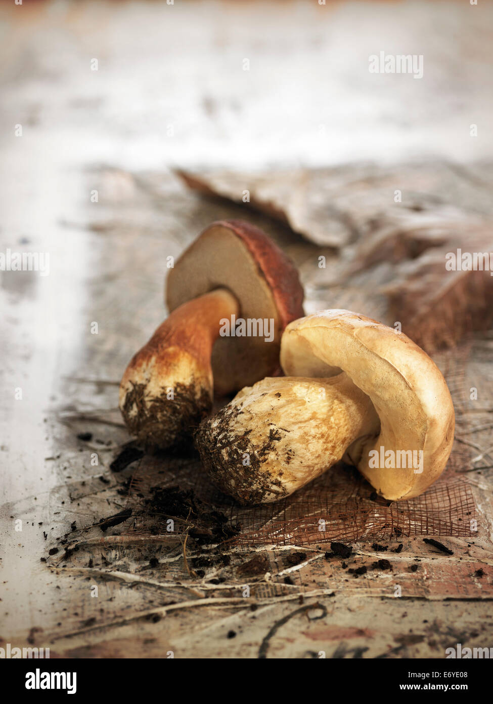 Ceps hi-res stock photography and images - Alamy