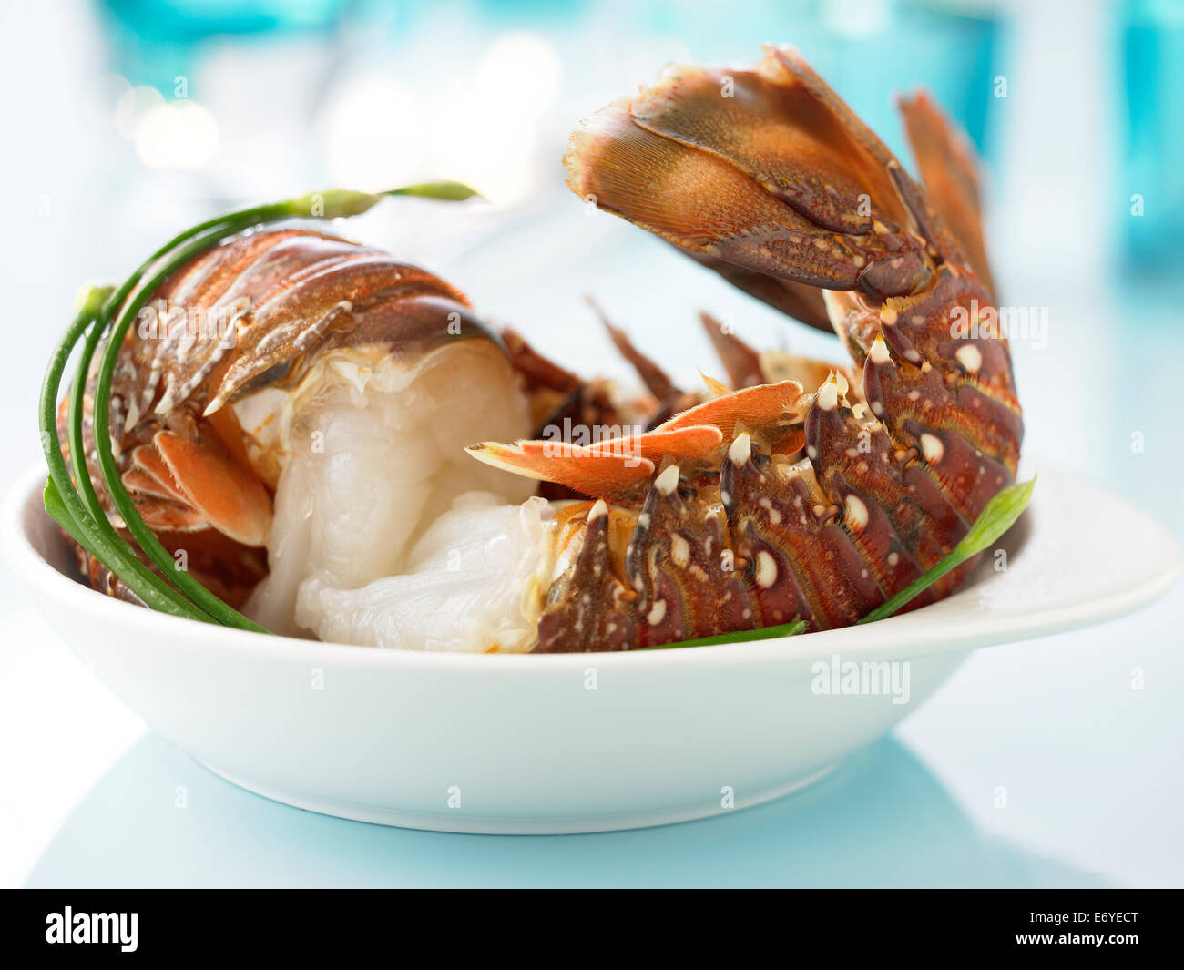 Australian spiny lobster hi-res stock photography and images - Alamy