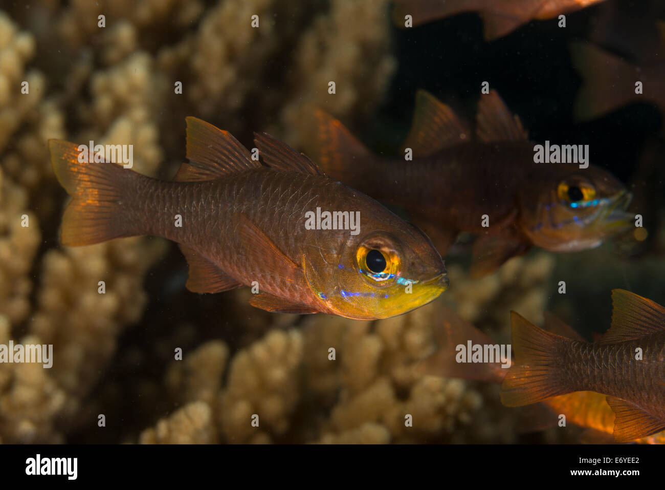 Cardinalfish on a coral Stock Photo - Alamy