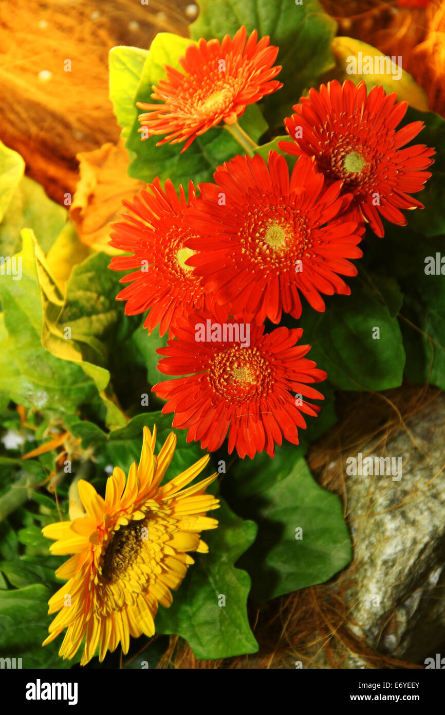 Assorted gerbera flowers arrangement Stock Photo - Alamy