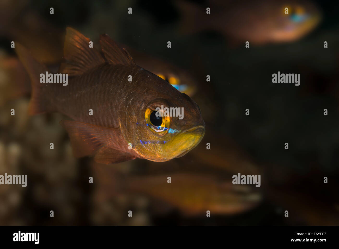 Cardinalfish on a coral Stock Photo - Alamy