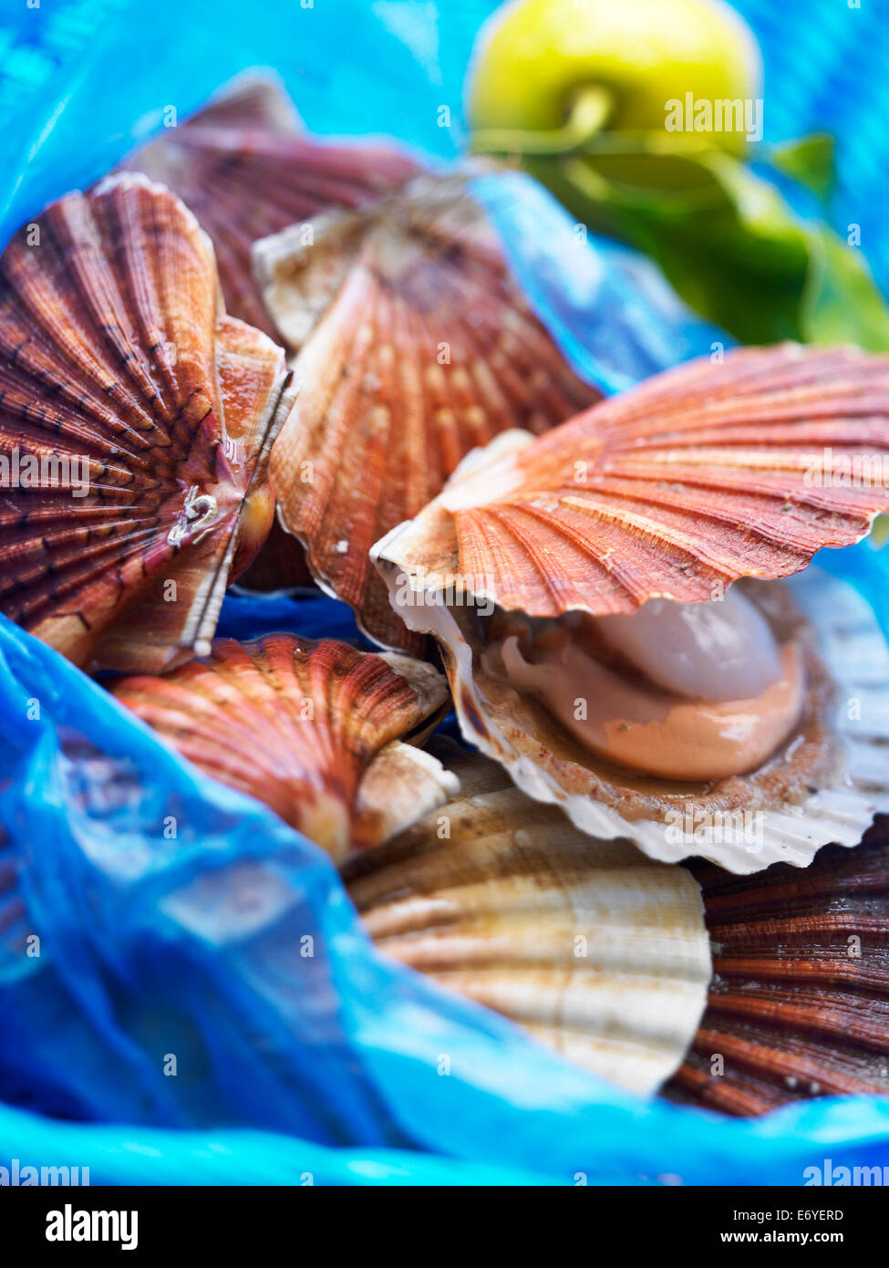 Scallops in shells hi-res stock photography and images - Alamy