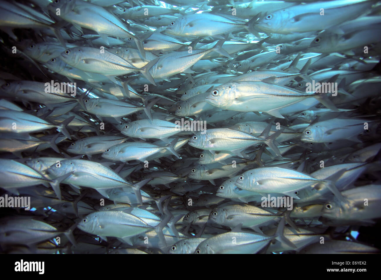 School of big eye trevally underwater at Balicasag Island in Bohol ...