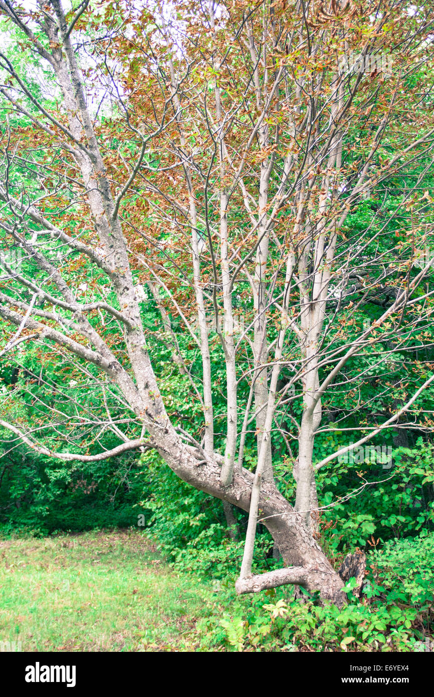 Puhtu peninsula hi-res stock photography and images - Alamy