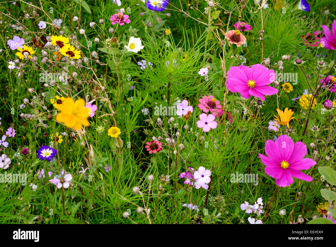 Colorful flower meadow in summer Stock Photo - Alamy