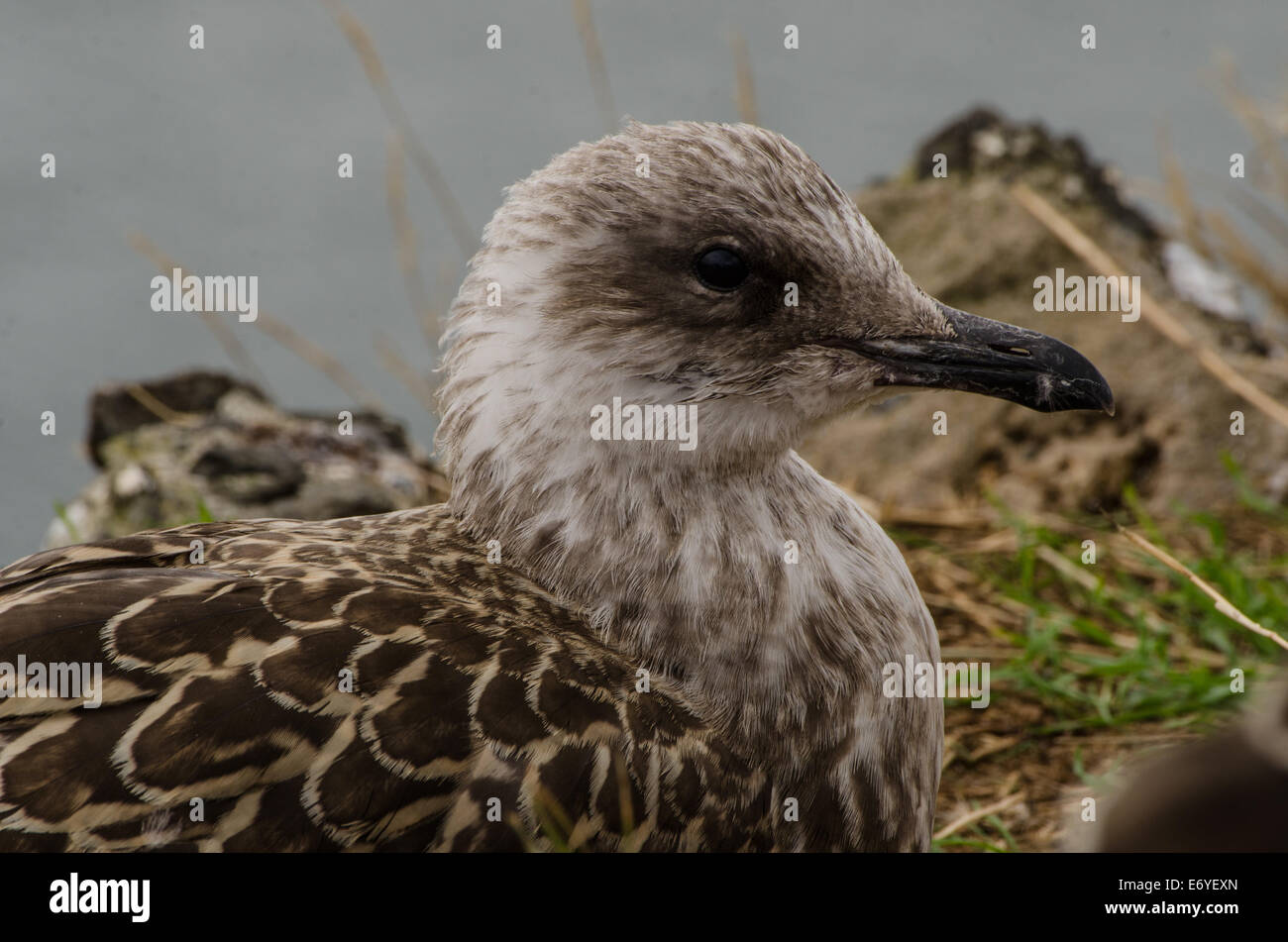 Almost smiling hi-res stock photography and images - Alamy