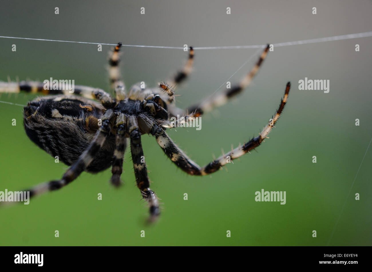 Spider web builder hi-res stock photography and images - Alamy