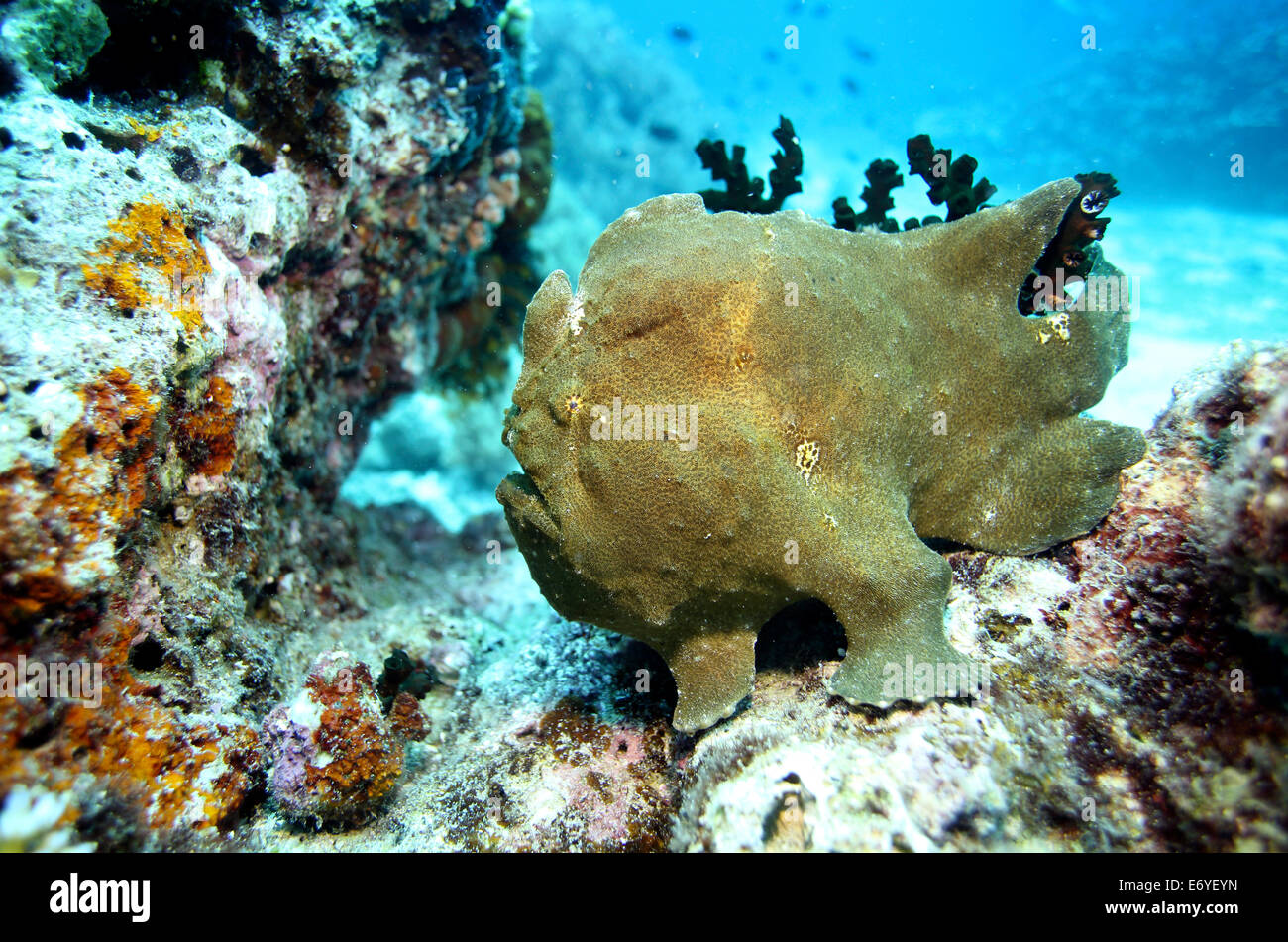 Frog fish hi-res stock photography and images - Alamy