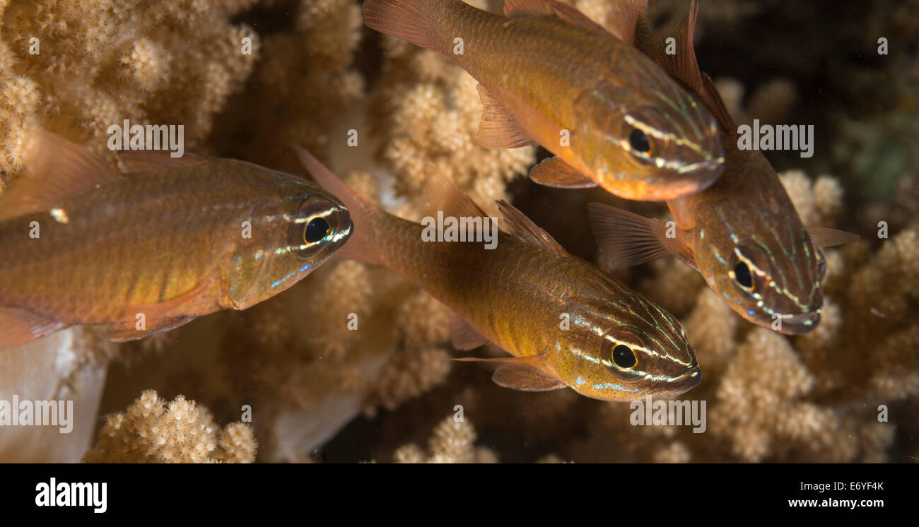 Cardinalfish on a coral Stock Photo - Alamy