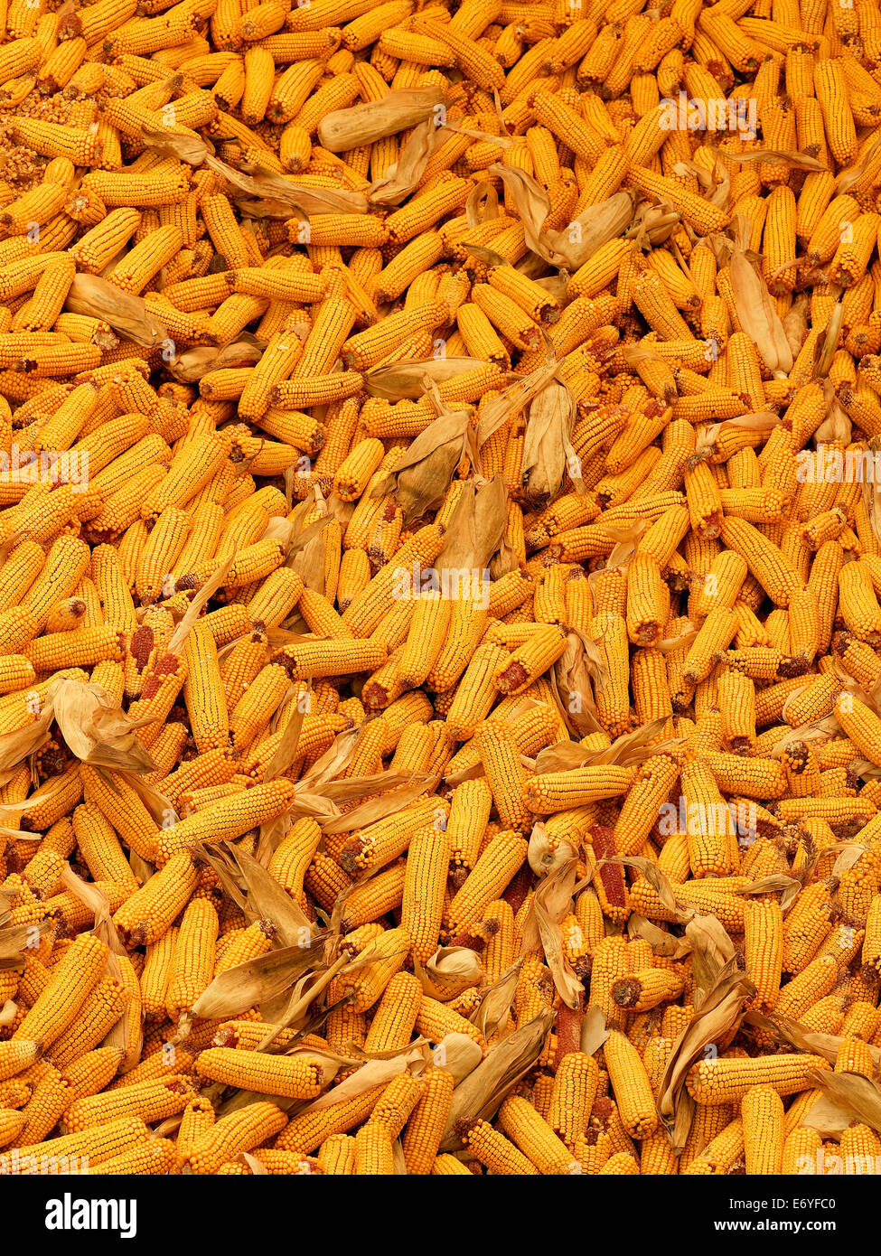 Corn on the cob overall Stock Photo - Alamy