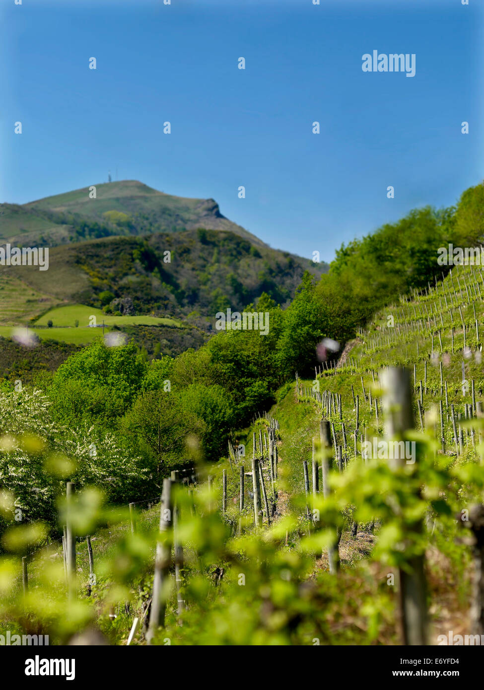 Landscape with vines in the Pyrenées Stock Photo - Alamy