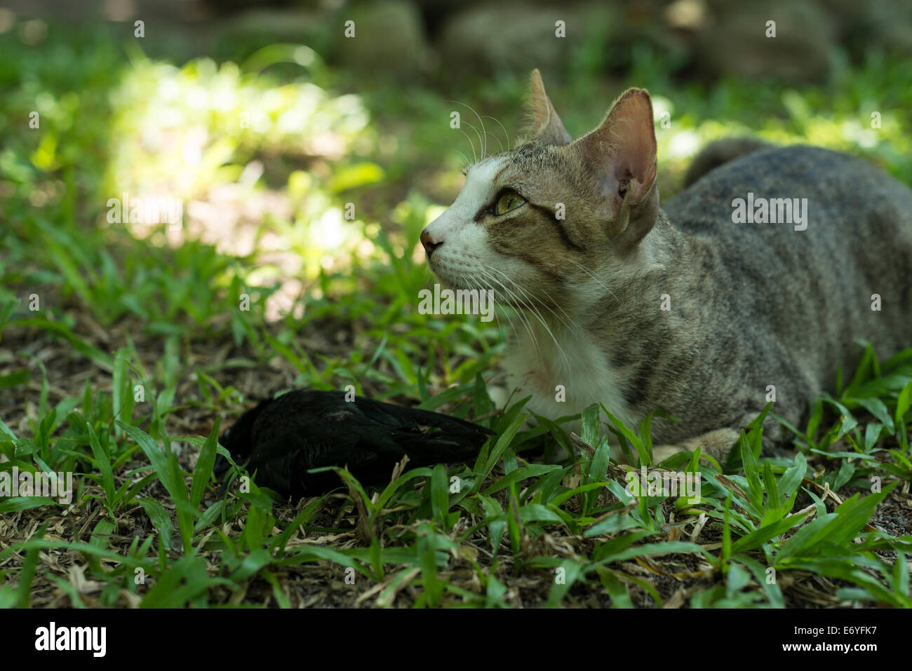Cat protecting and playing with a bird it caught while hunting Stock ...