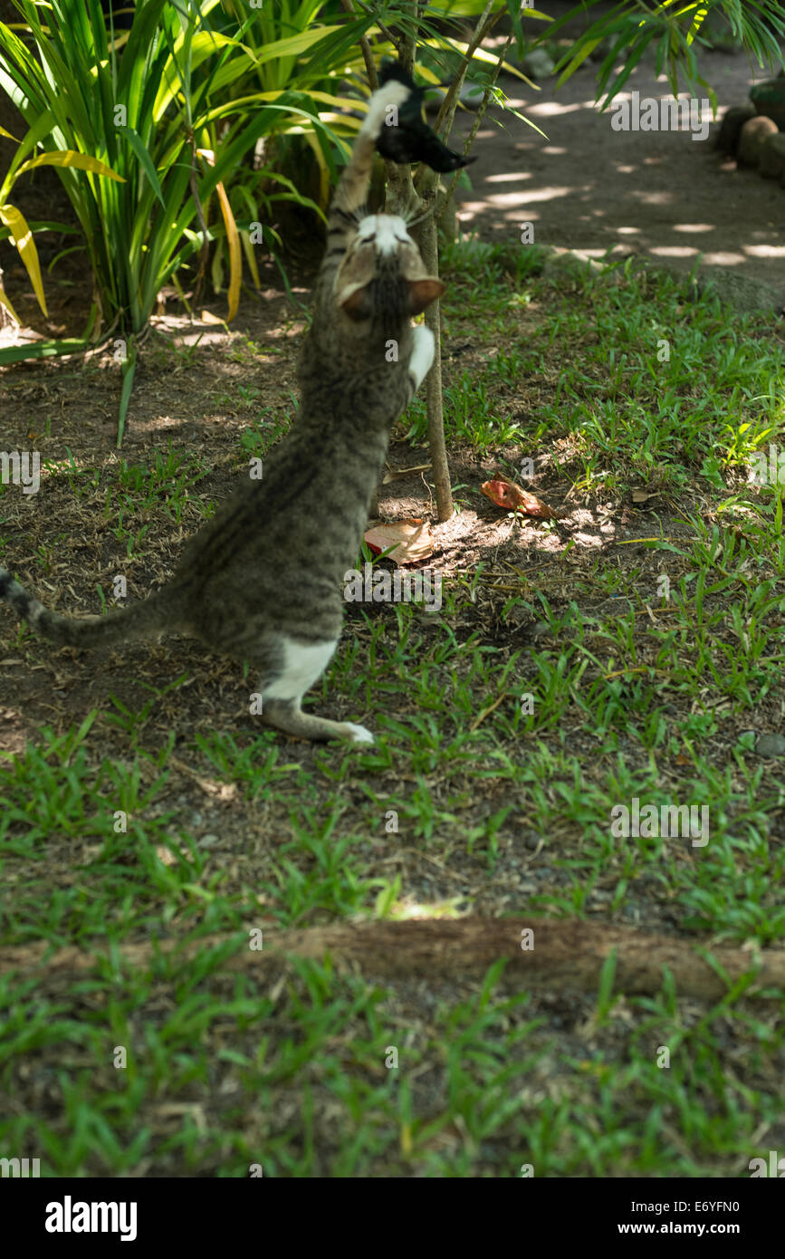 Cat hunting bird hi-res stock photography and images - Alamy