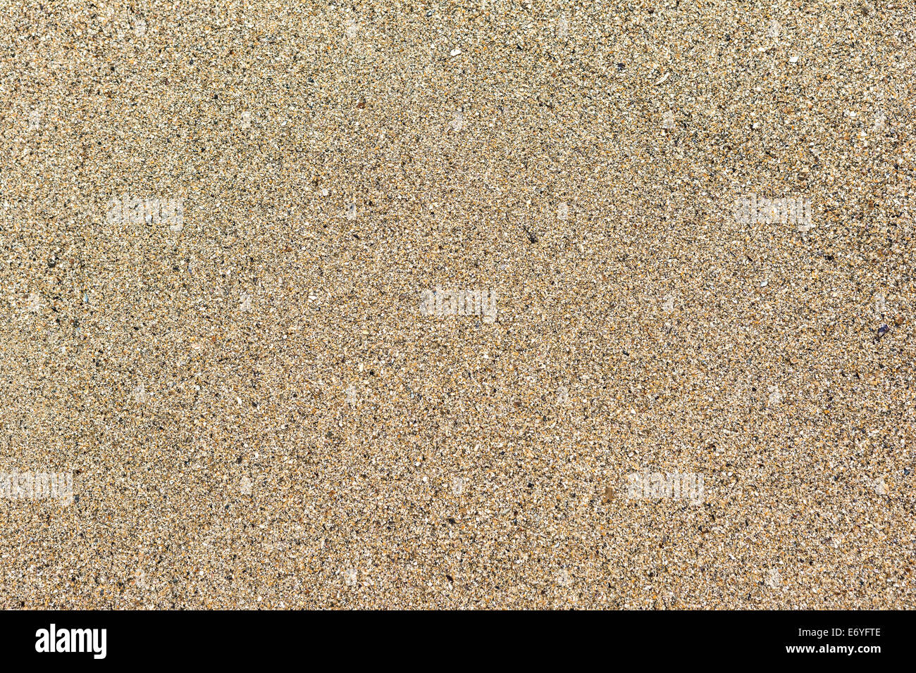 Coarse beach sand with shells hi-res stock photography and images - Alamy