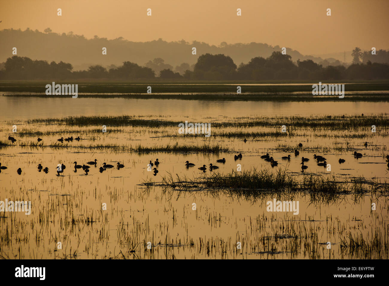 Agriculture in goa hi-res stock photography and images - Alamy