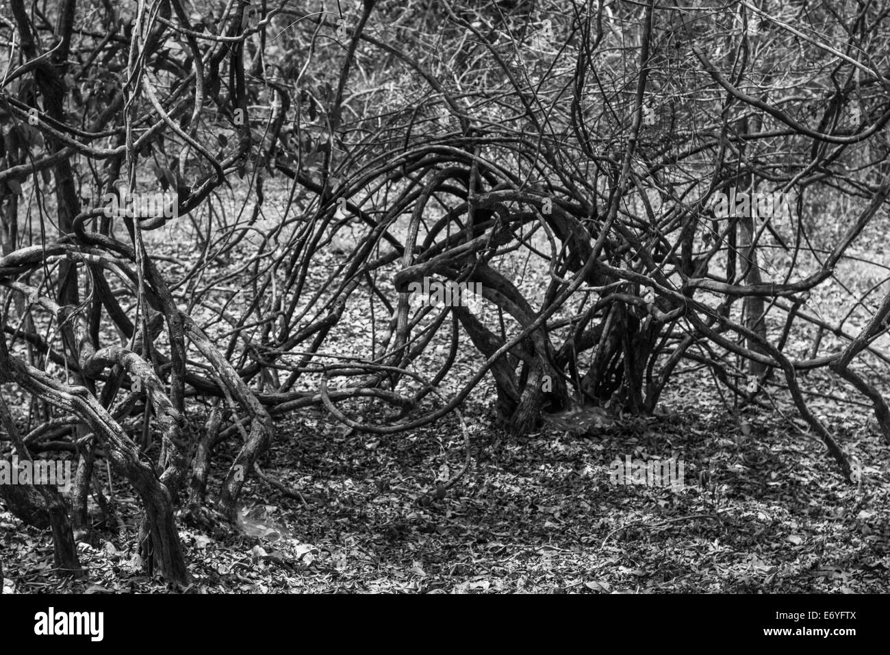 Intertwining black hi-res stock photography and images - Alamy