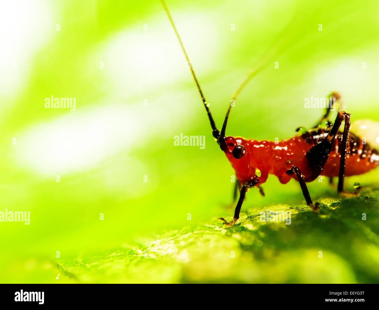 Grasshopper insects eating hi-res stock photography and images - Alamy