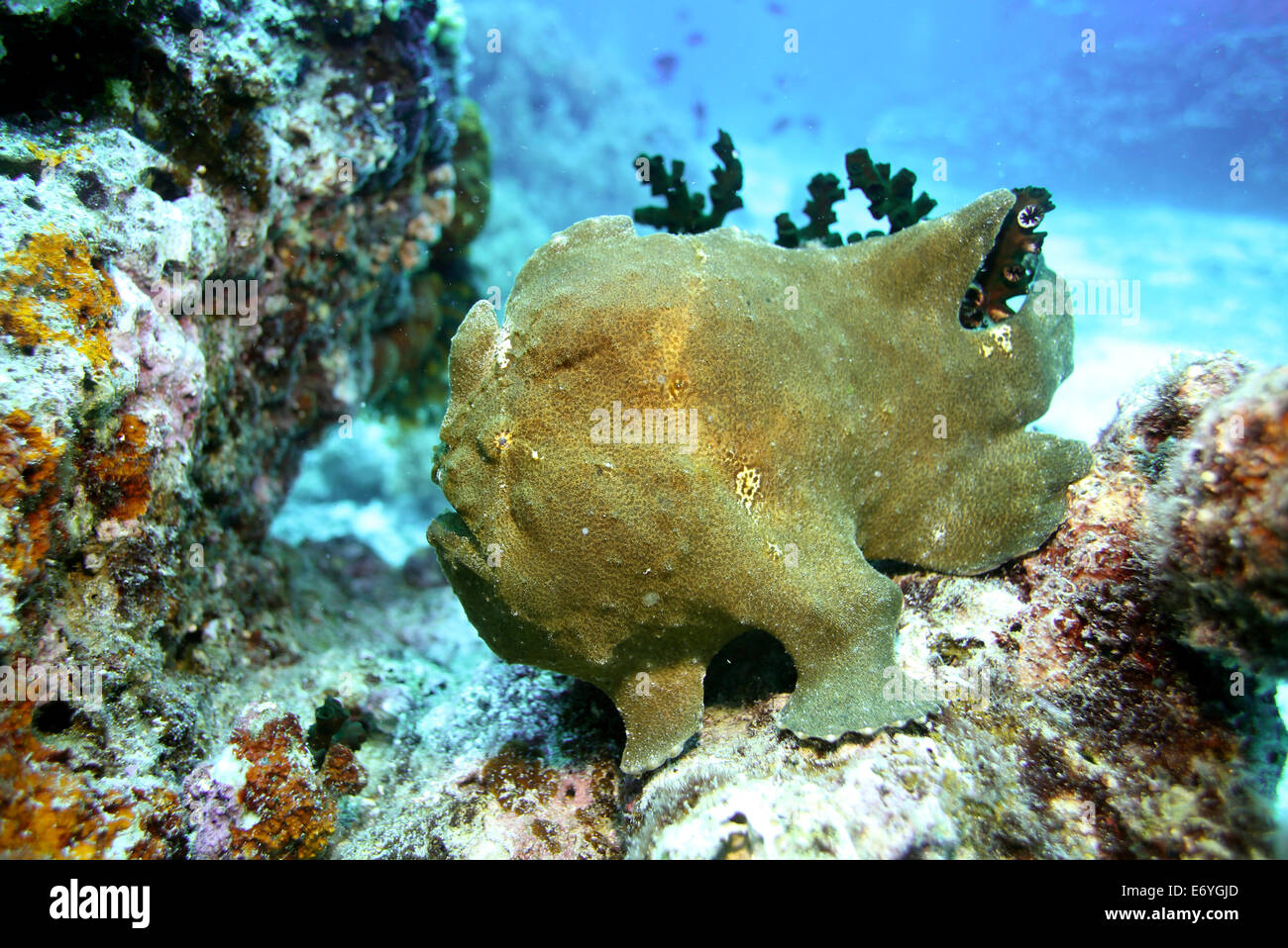 Frogfish underwater on ocean floor in Amed, east Bali Stock Photo - Alamy