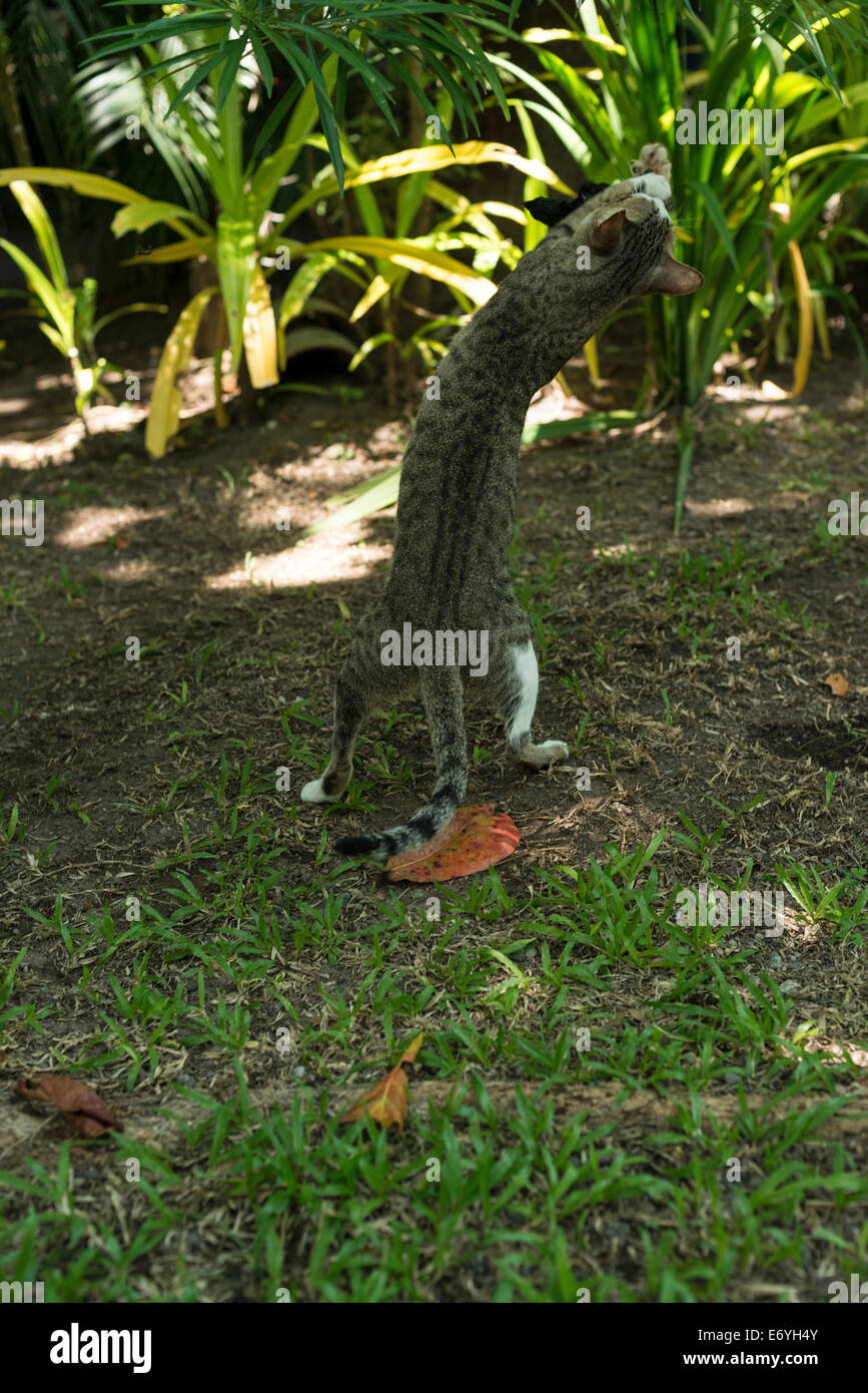 Cat protecting and playing with a bird it caught while hunting Stock ...