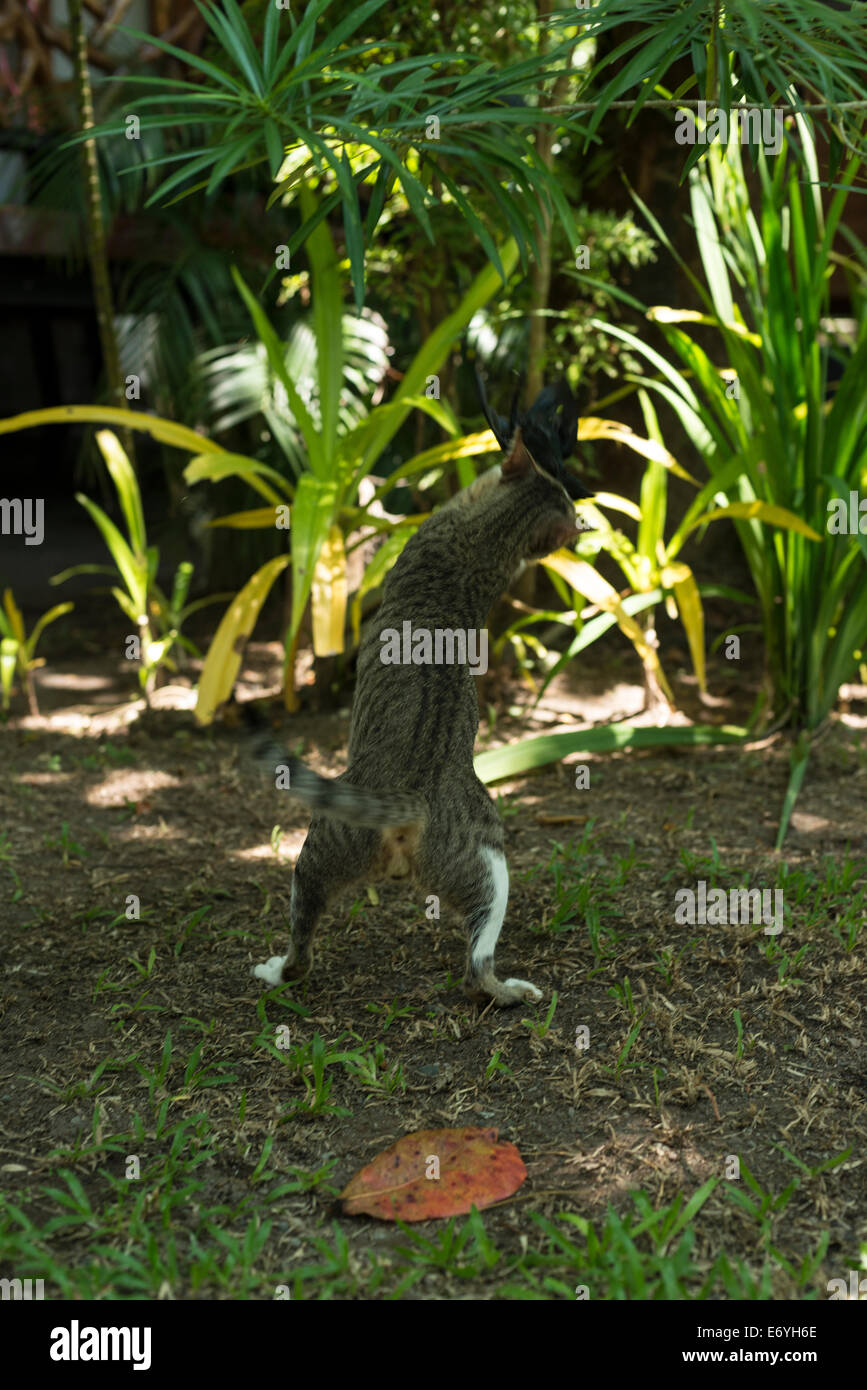 Cat jumping bird hi-res stock photography and images - Alamy