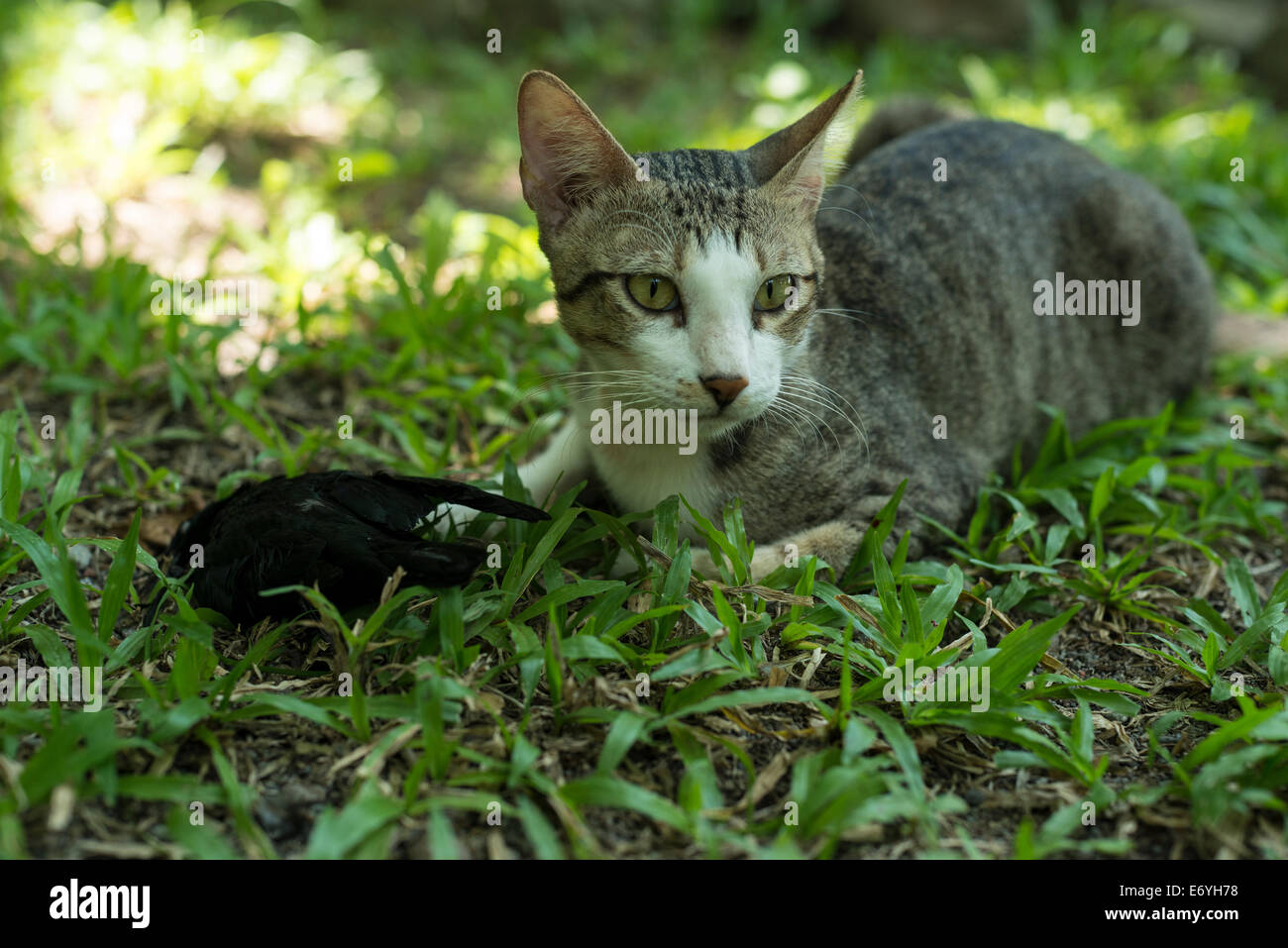 Cat protecting and playing with a bird it caught while hunting Stock ...