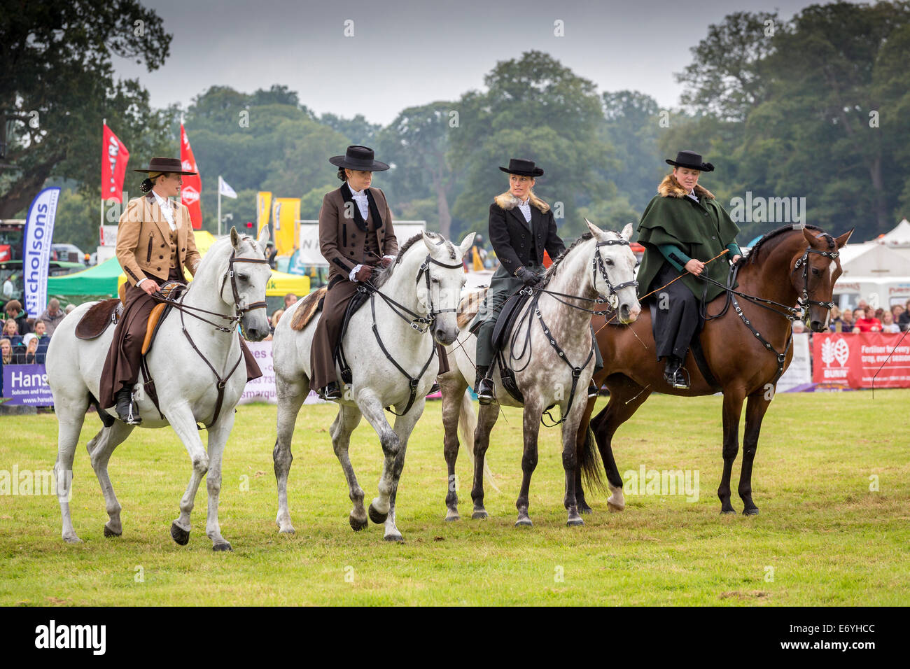 Portuguese horses hi-res stock photography and images - Alamy