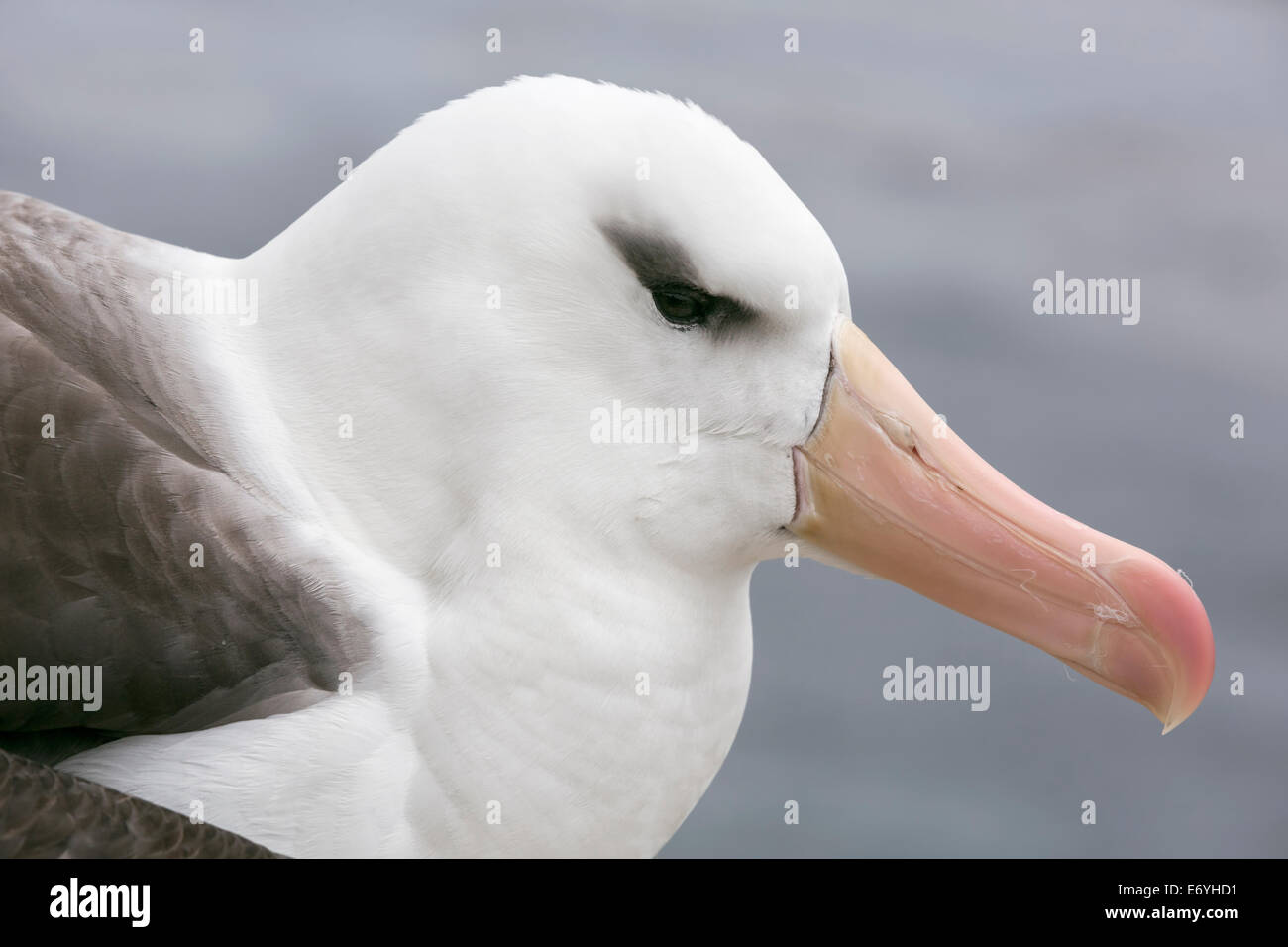 Albatross head hi-res stock photography and images - Alamy