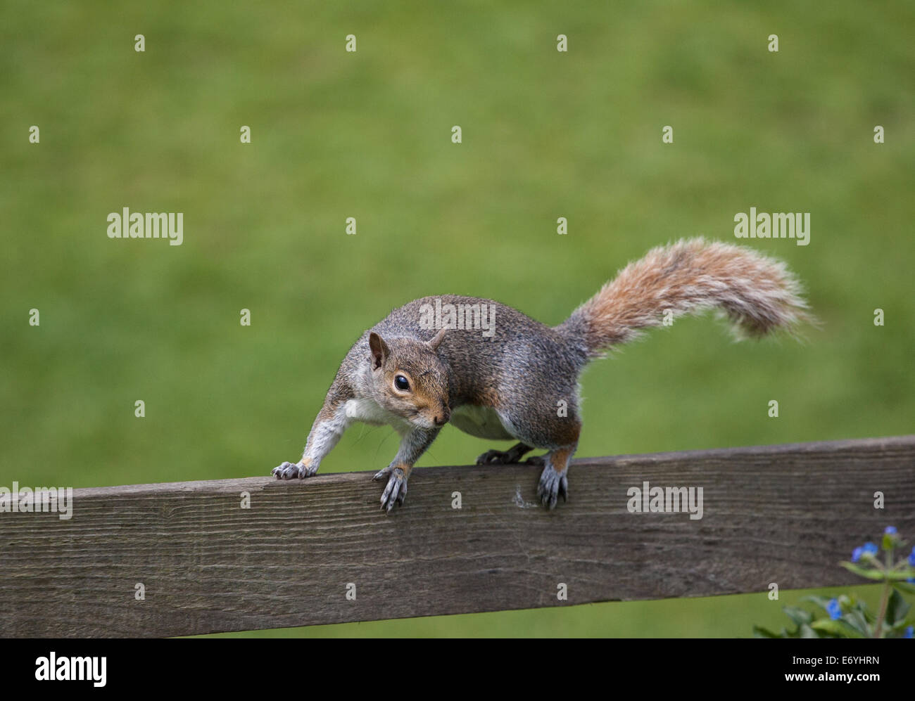 Grey Squirrel on a fence Stock Photo - Alamy