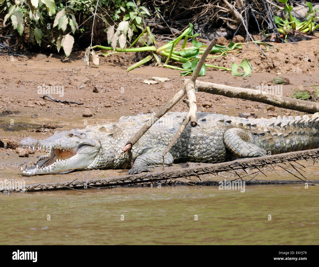 American crocodile crocodylus acutus hi-res stock photography and ...