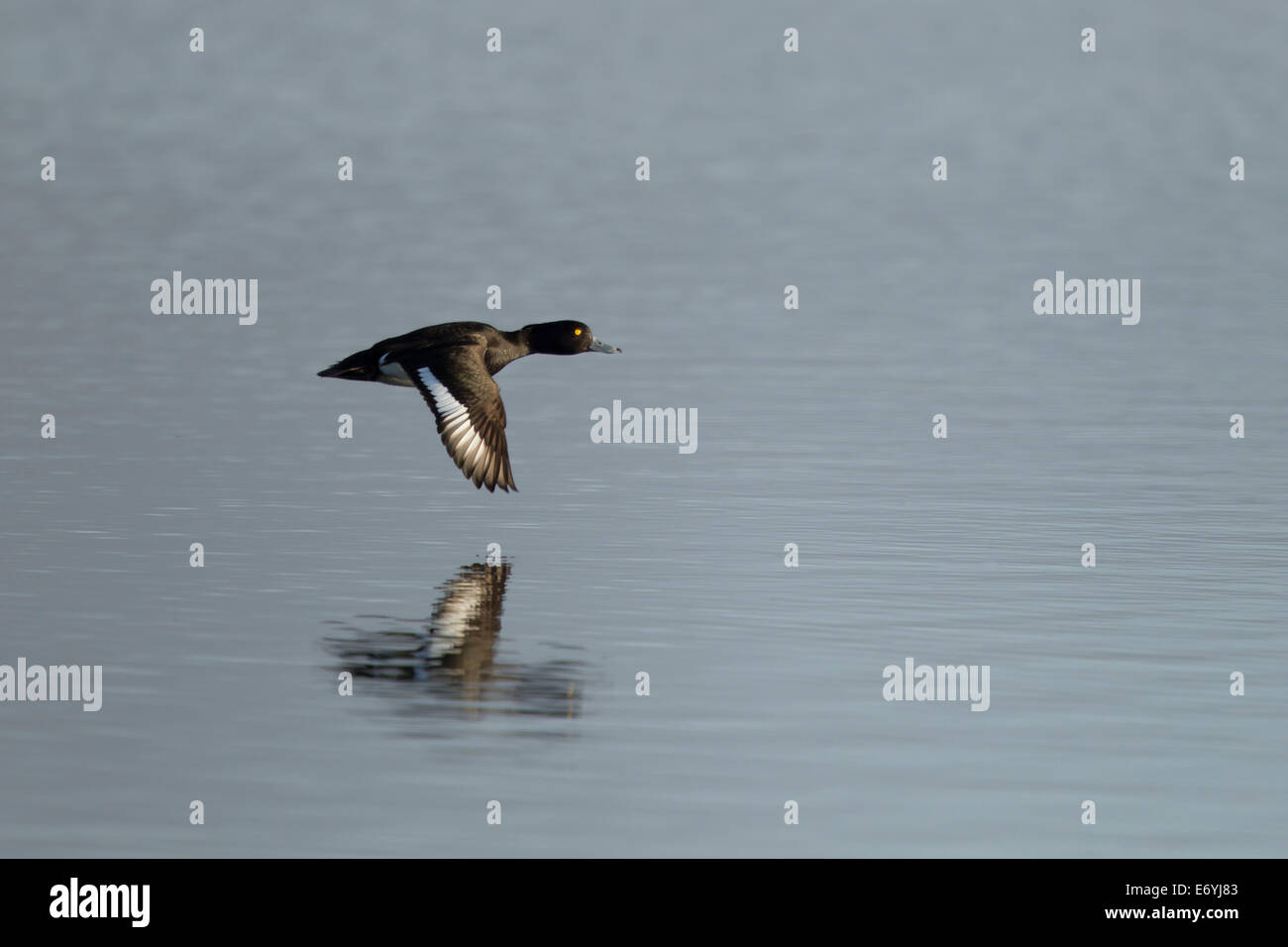 Duck Flying Over Water Stock Photos & Duck Flying Over Water Stock ...