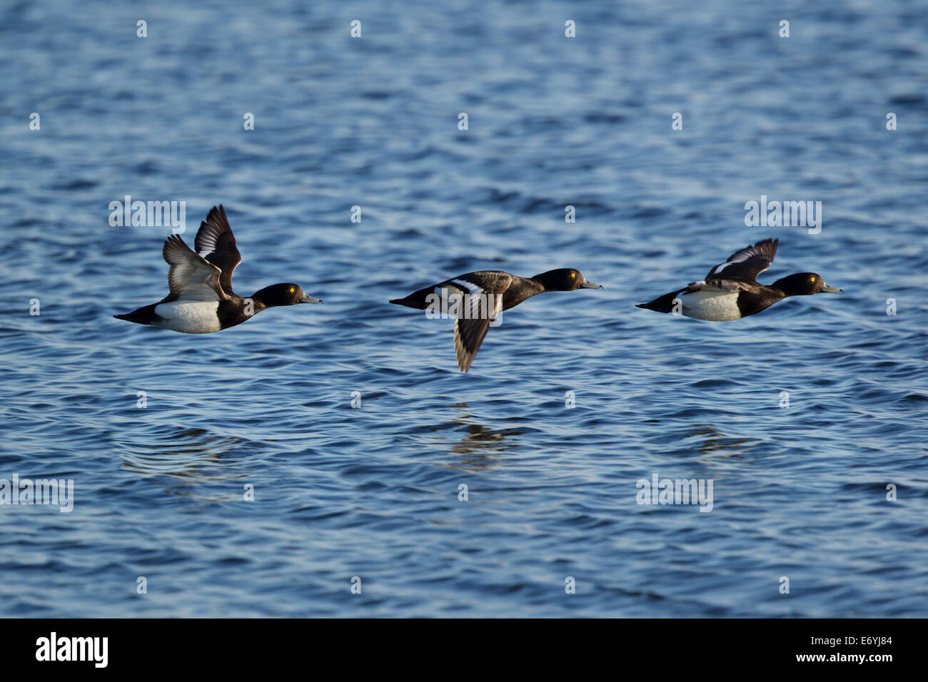 Duck Flying Over Water Stock Photos & Duck Flying Over Water Stock ...