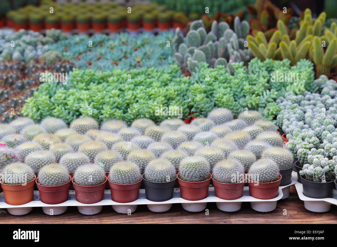 Potted cactus for sale Stock Photo - Alamy