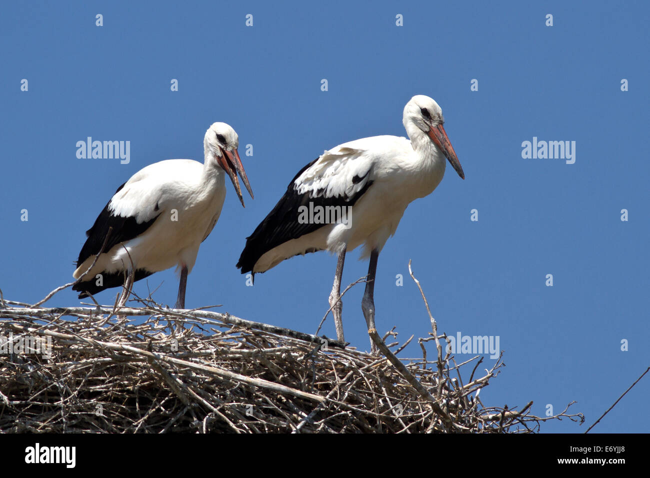 two white stork chicks sitting in nest on a summer day Stock Photo - Alamy