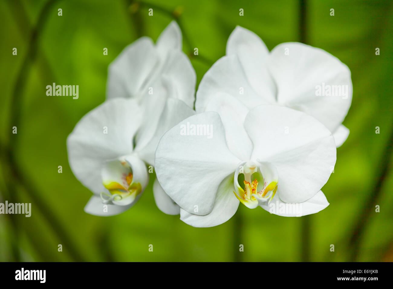 Orchids of indonesia hi-res stock photography and images - Alamy