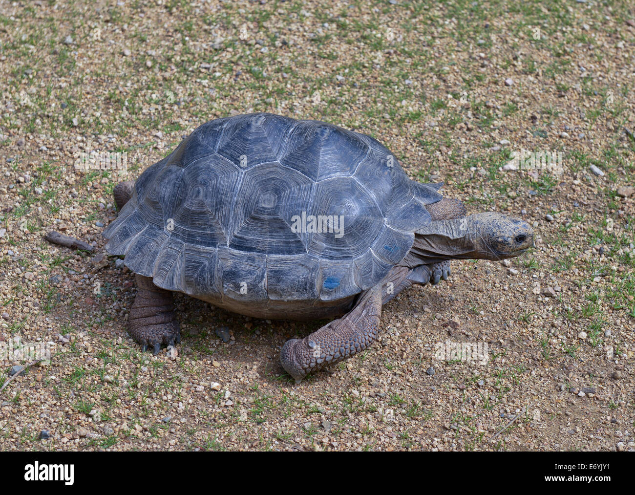Jersey, Channel Islands, UK. 1st Sept, 2014. Giant tortoises seen in ...