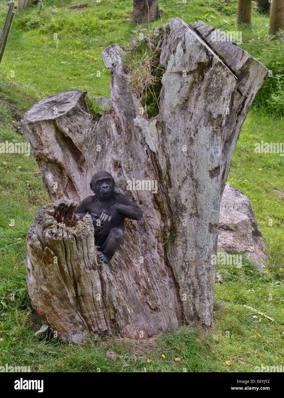 Durrell wildlife park gorilla hi-res stock photography and images - Alamy