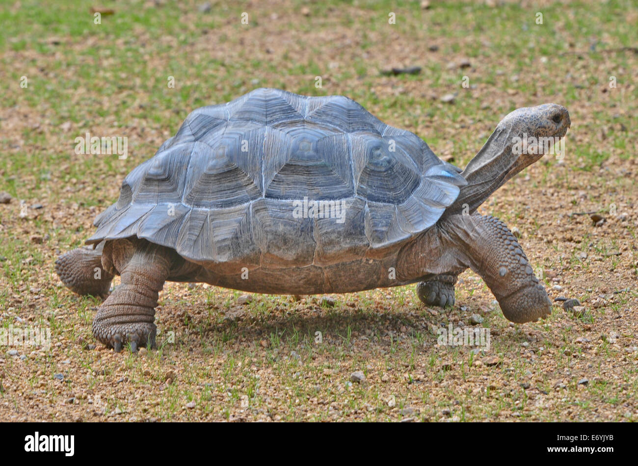 Jersey, Channel Islands, UK. 1st Sept, 2014. Giant tortoises seen in ...